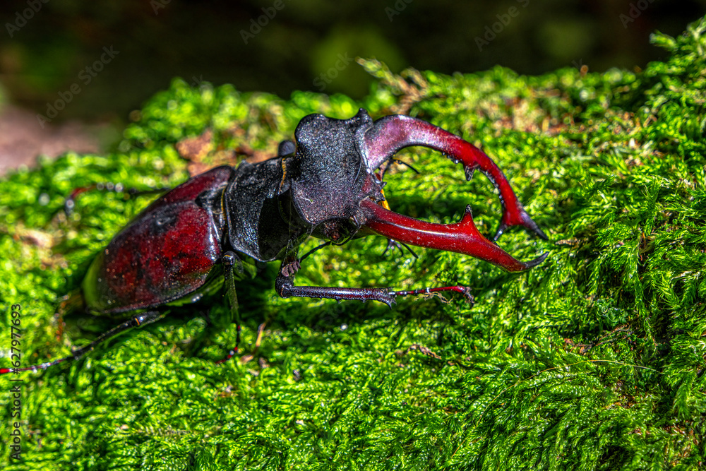 Stag beetle, Lucanus cervus, big insect in the nature habitat, Sibiu ...