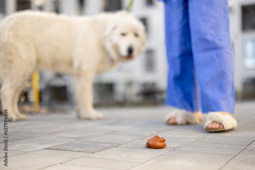 Dog's poop on the ground outdoors with dog and owner on background ...