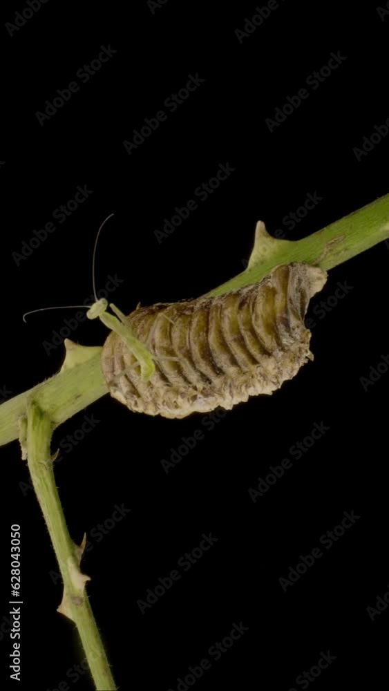 Vidéo Stock Vertical video, Newborn baby praying mantis sits on Ootheca ...