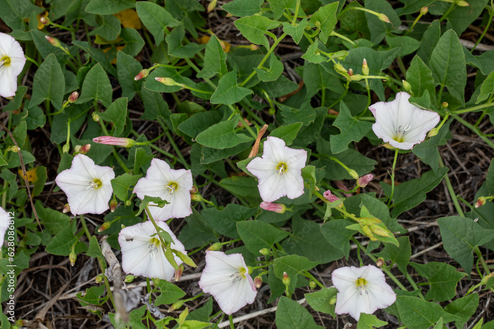 Field bindweed plant in bloom in the meadow, Convolvulus arvensis ...