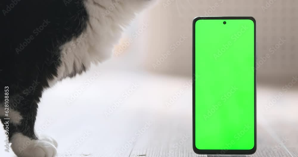 Cat sniffing phone green screen in light room. Empty copy space for ...