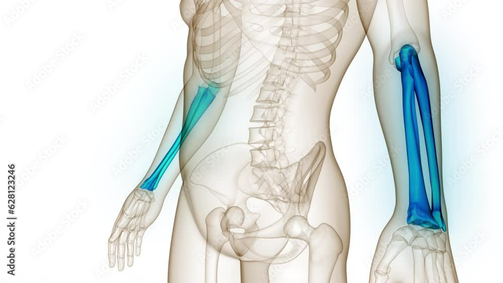 Human Skeleton System Radius and Ulna Bone Joints Anatomy Animation ...