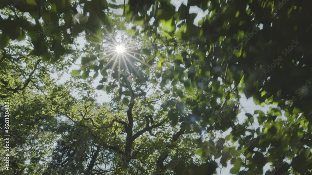 Upward view of the treetops in a dense summer forest with sunbeams ...