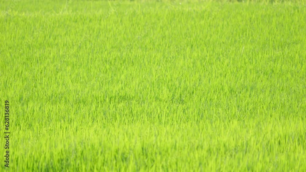 Rice swaying in the wind, rice fields in summer, agriculture Stock ...