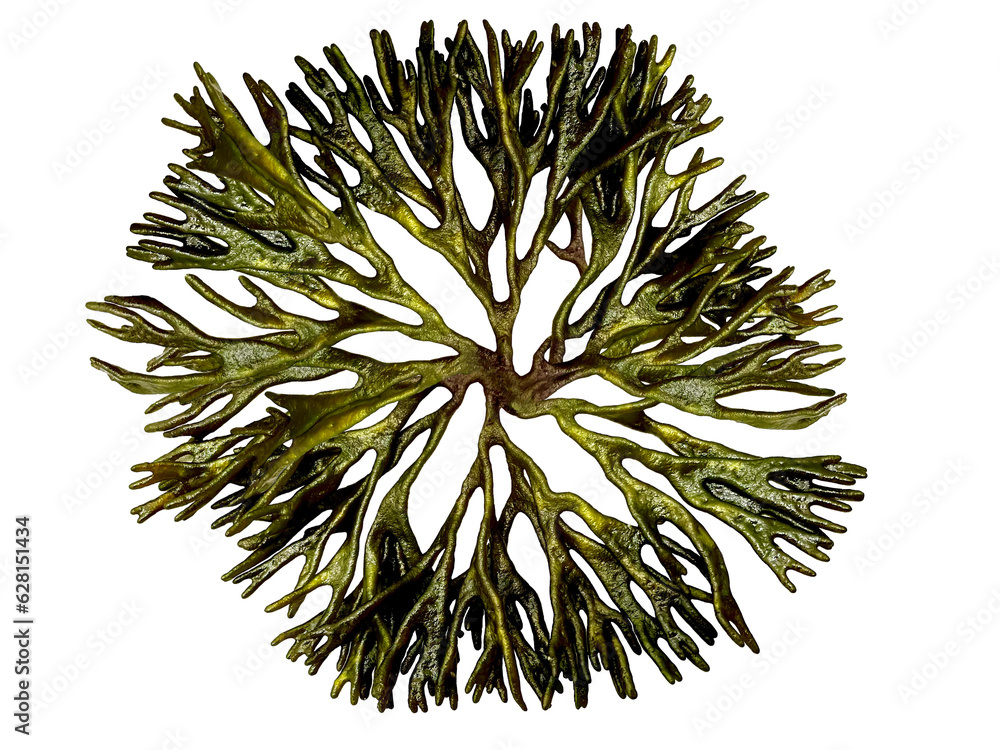 Codium fragile, dead man's fingers seaweed round shaped png clip art ...