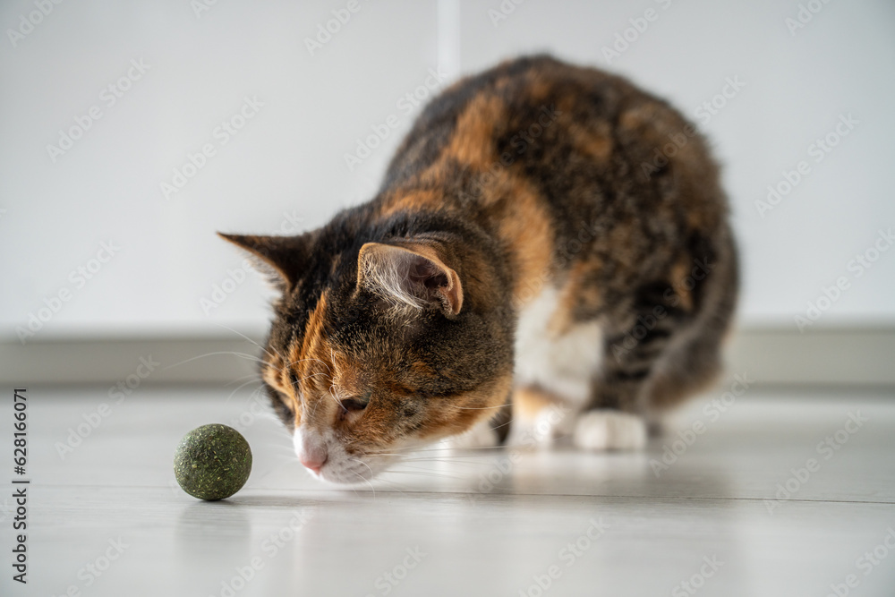 Playful cat hunting to toy ball from catnip for healthy clean teeth at ...