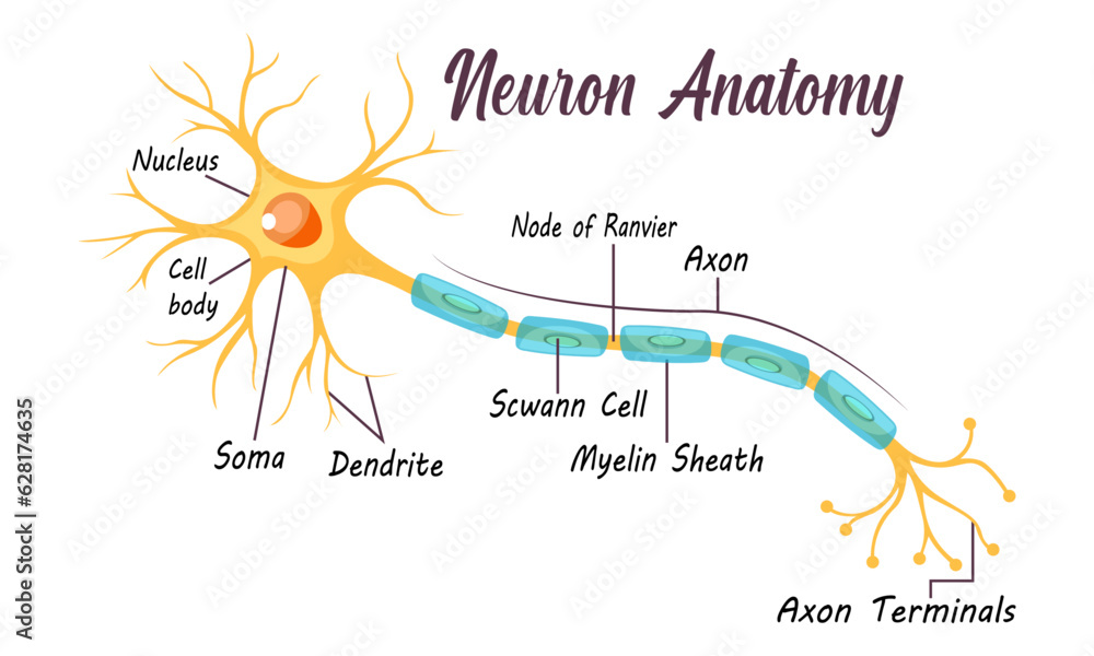 Vettoriale Stock Neuron Anatomy of Human Cell Line Art Vector and ...