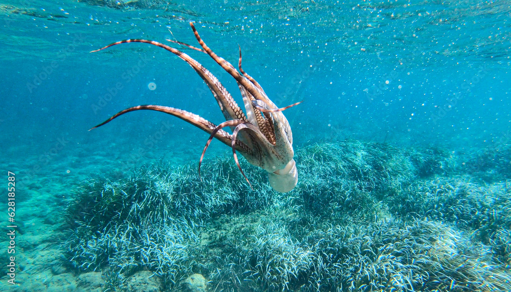 Alive octopus underwater swimming in the Aegean Sea. Oktopus vulgaris ...