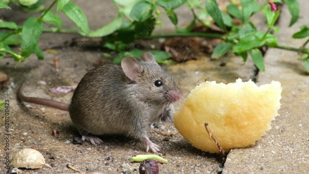 The house mouse is a small mammal of the order Rodentia ...