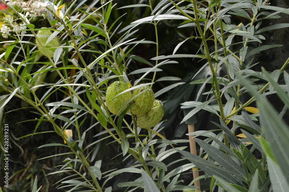 The giant seed pods of the Furry Ball Plant, Gomphocarpus physocarpus ...
