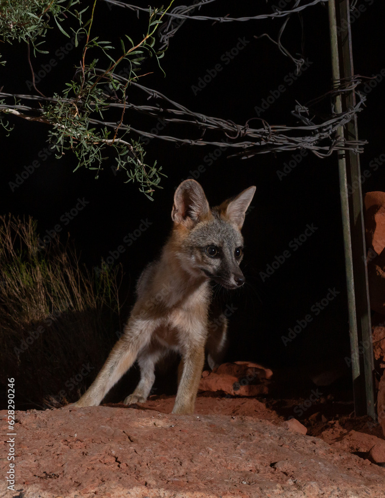 A Grey fox looks to the right with an alert pose as it's picture is ...