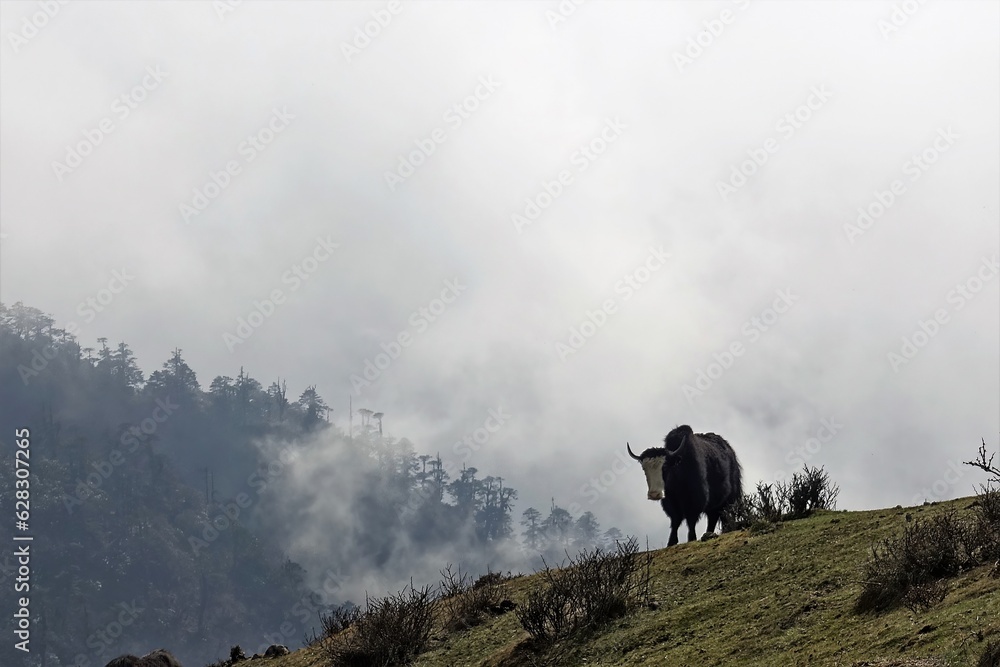 A majestic yak stands tall atop a mist-covered hill, surrounded by the ...