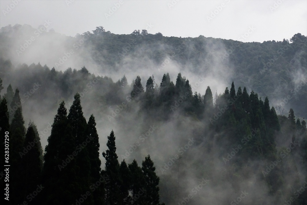 Amidst the mist, Singalila National Park, India, unveils enchanting ...