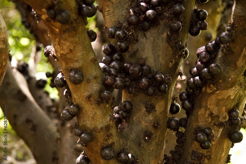 The unique Brazilian Jabuticaba tree thats exotic fruit grows on the trunk of the tree also ...
