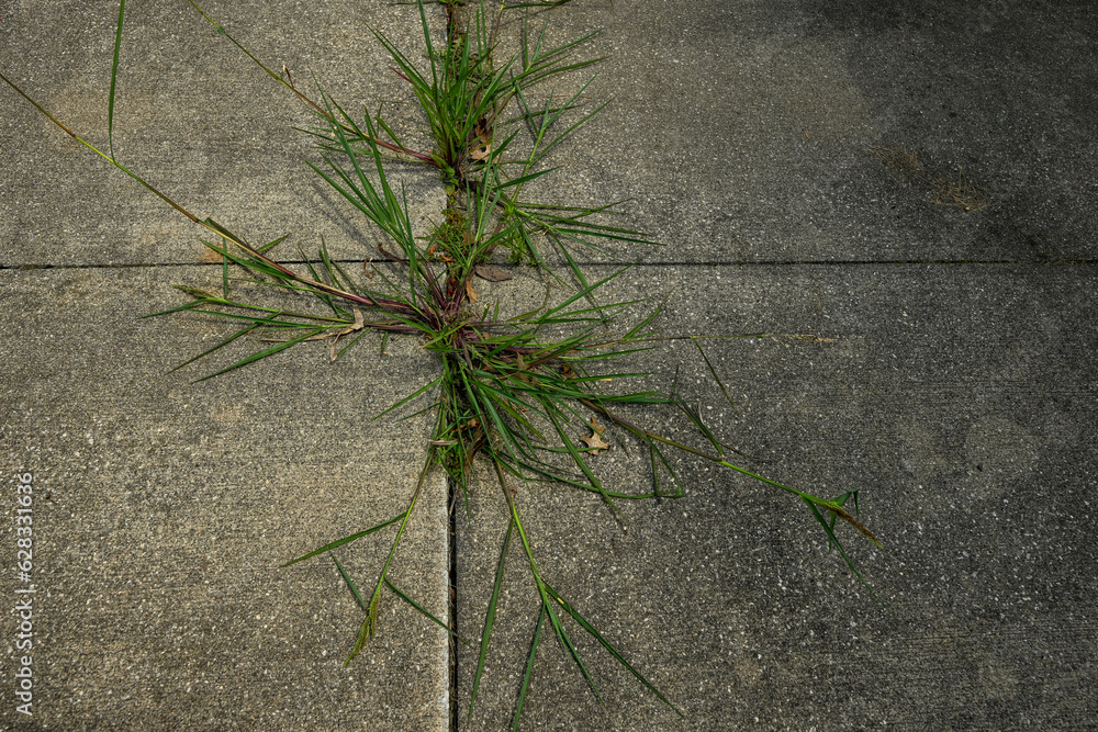 huge weed coming out of a crack in concrete driveway foto de Stock ...