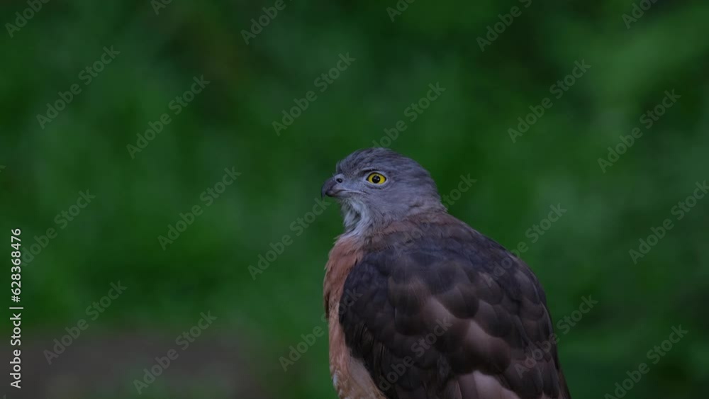 Head turning to the left side of the frame and looking center upwards ...