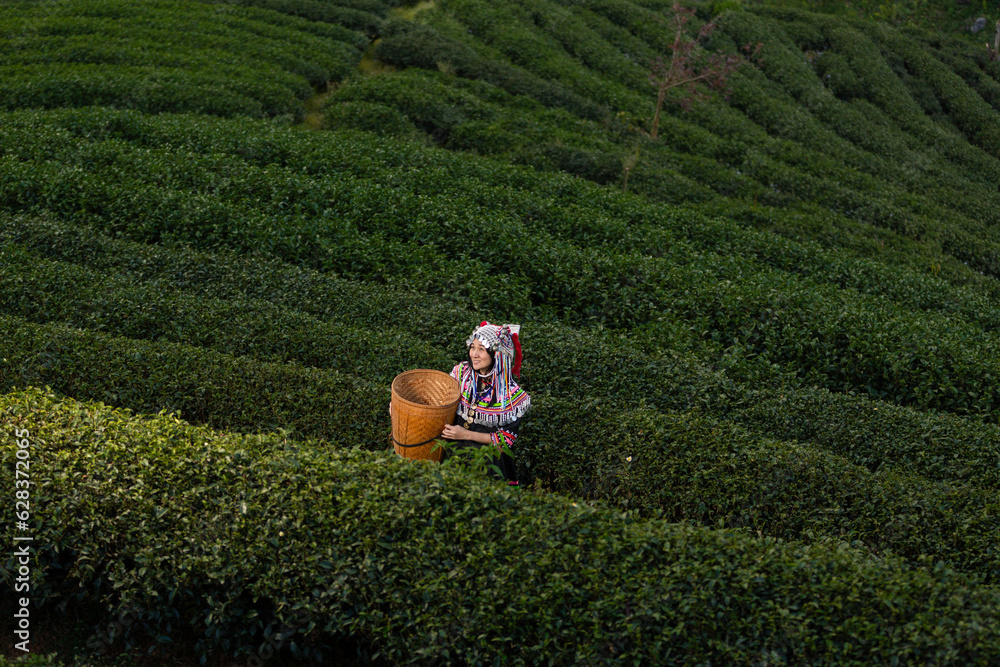 Hill tribe Asian woman in traditional clothes collecting tea leaves with basket in tea ...