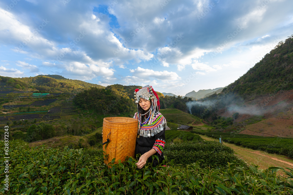 Hill tribe Asian woman in traditional clothes collecting tea leaves with basket in tea ...