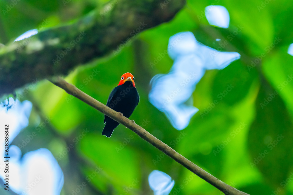 Red-capped Manakin, Pipra mentalis, rare bizar bird, Nelize, Central ...