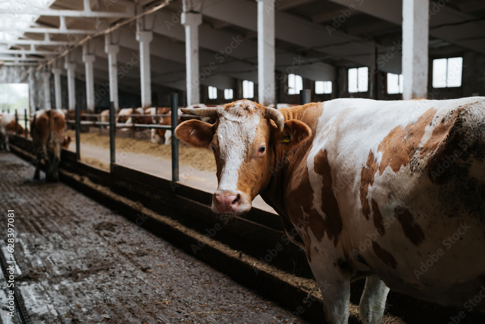 Dirty farm cow standing in a stall in a barn and looking at camera ...