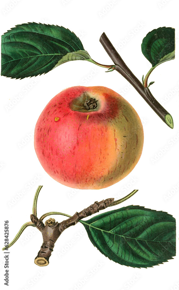 Rotgoldene Renette, Apfelsorte, Apfel, The Golden Reinette is a ...