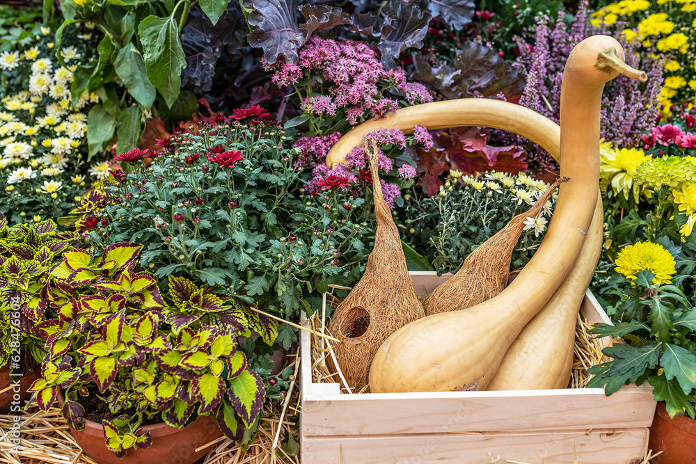 Fascinating Long Neck Pumpkin Gallery