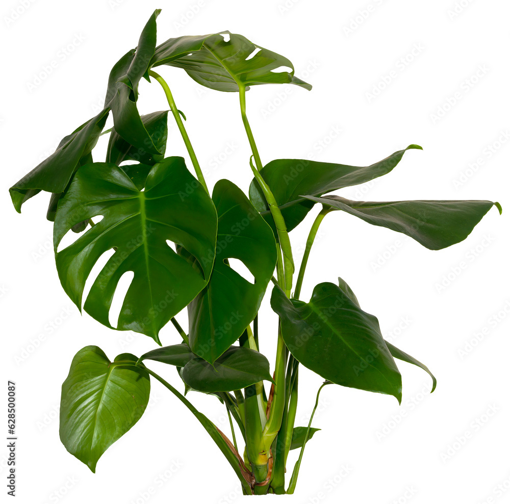 green leaves of Monstera deliciosa / Alocasia Wentii / Strelitzia ...