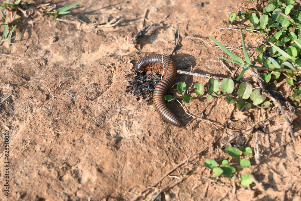 Millipede in rainy season. Big red Millipedes. It is a spiral insect ...