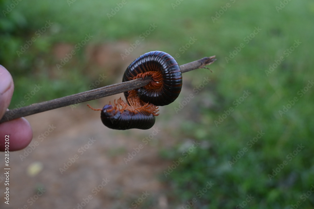 Millipede in rainy season. Big red Millipedes. It is a spiral insect ...
