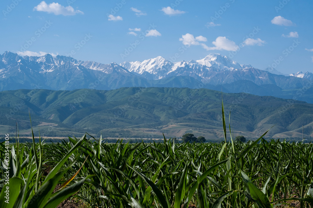 View of the highest peak of the Trans-Ili Alatau Talgar peak, not far ...