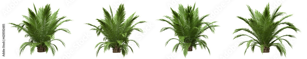 Set of small palm or Dwarf Palm tree with isolated on transparent ...