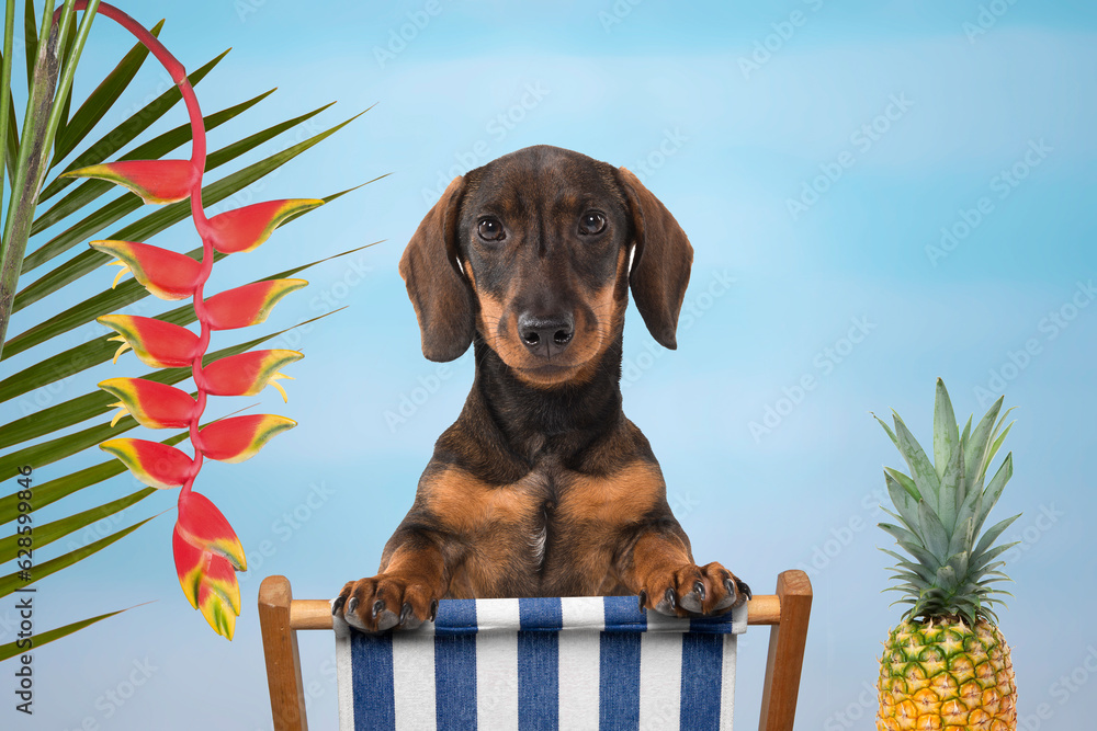 Cute dachshund on a beach chair looking at the camera as a concept for ...