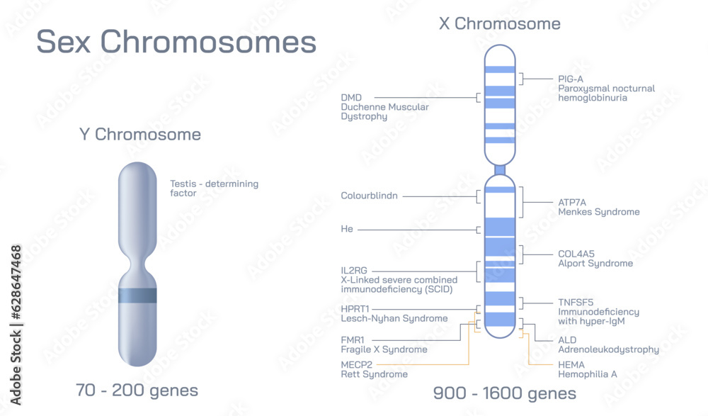 Tyeps of chromosome, Acrocentric, telocentric, submetacentric ... Tyeps of chromosome, Acrocentric, telocentric, submetacentric ...