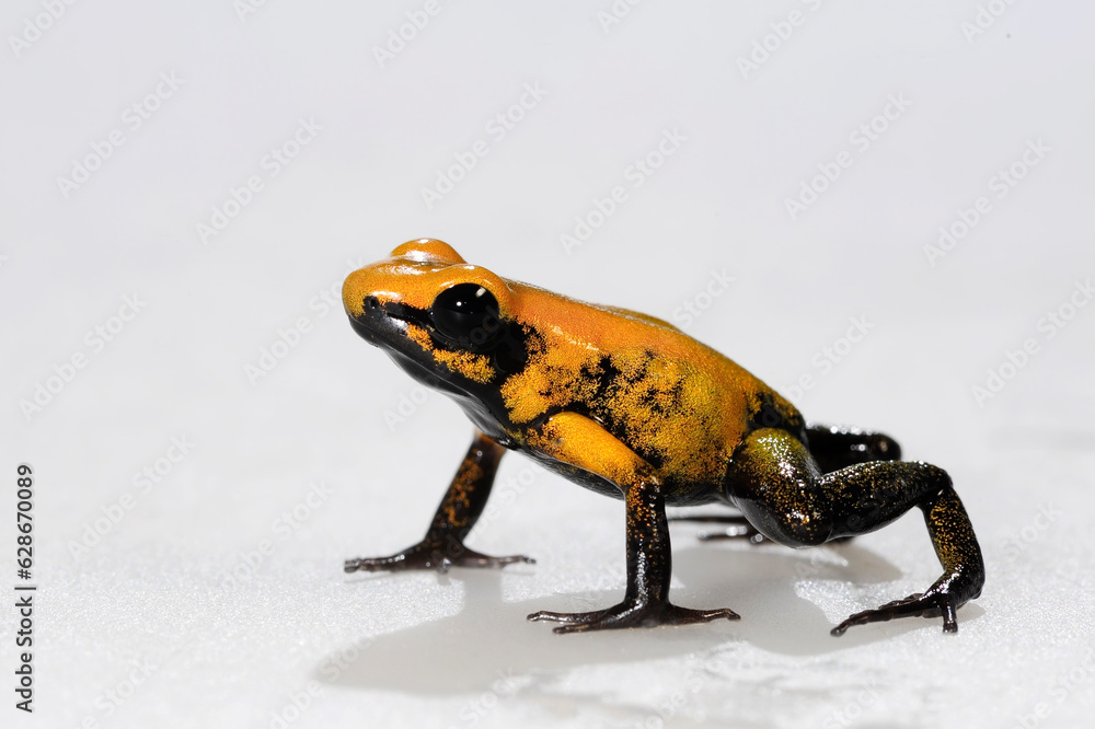 Black-legged poison dart frog // Zweifarbiger Blattsteiger (Phyllobates ...