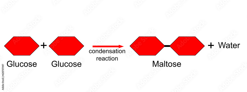 Condensation reaction between glucose and maltose Stock Illustration ...