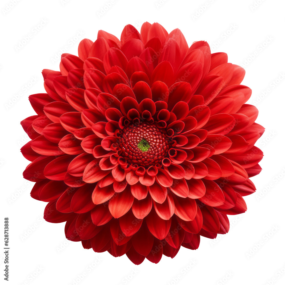 red flower isolated on transparent background cutout Stock Photo ...