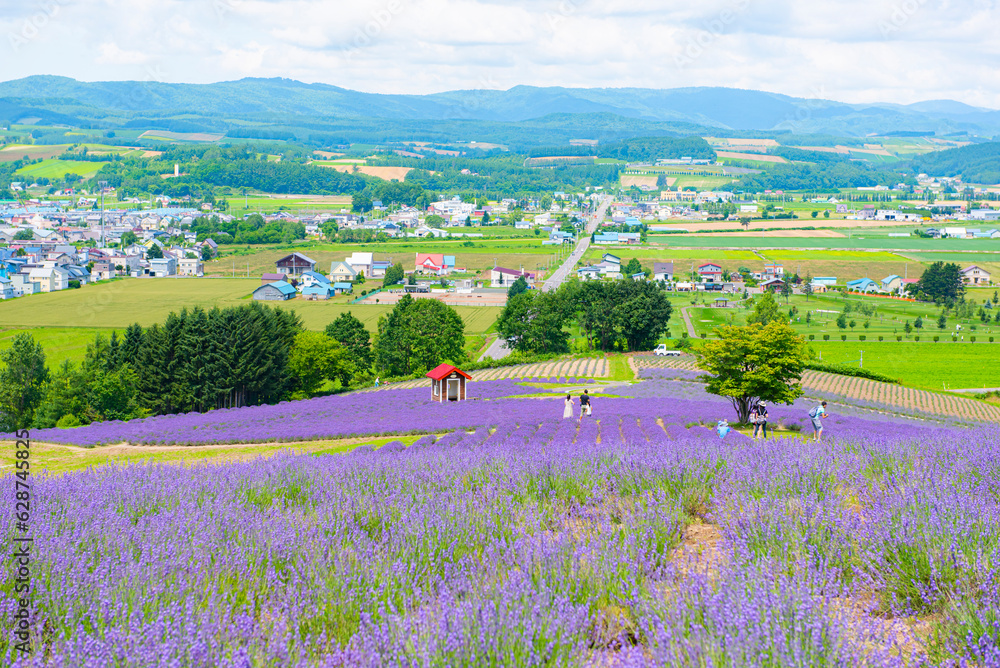 Lavender on hillside of Hinode Farm in summer, One of most famous ...