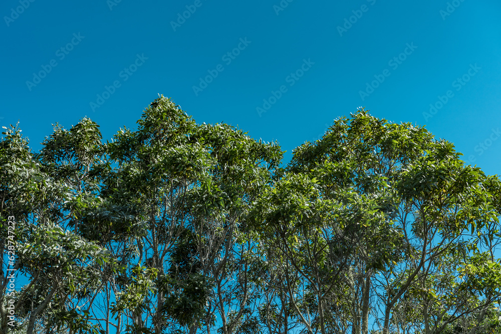 Acacia koa, commonly known as koa, is a species of flowering tree in ...