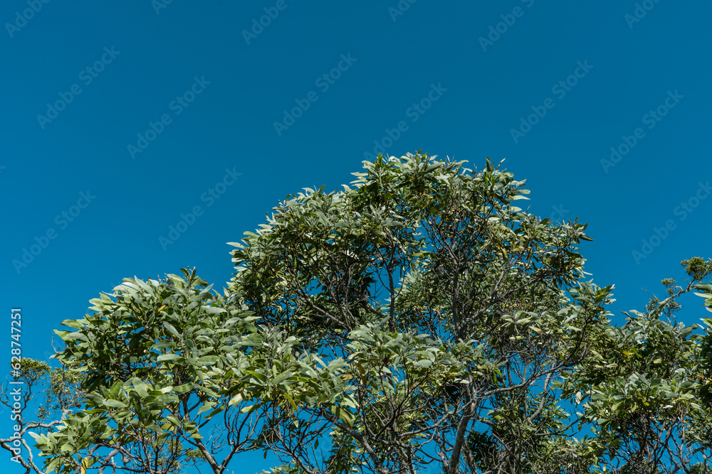 Acacia koa, commonly known as koa, is a species of flowering tree in ...