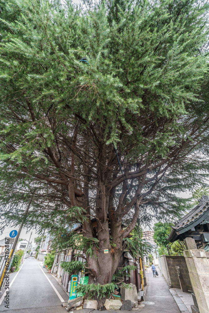 Sanbochidana, Taito Ward, Tokyo, Japan - August 18, 2017: Mikado Pan ...
