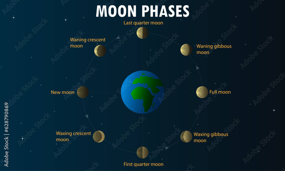 Diagram of the phases of the moon, positions of the moon Stock Vector ...
