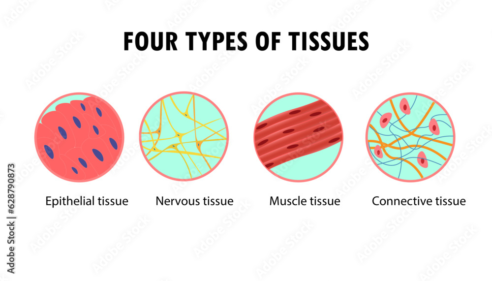 Diagram of the types of tissues in the body Stock Vector | Adobe Stock