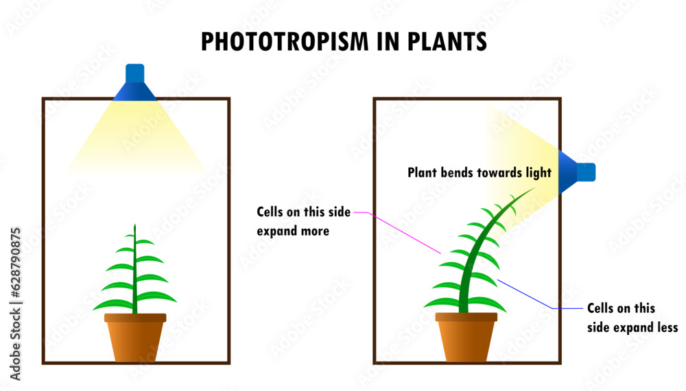 Phototropism diagram showing the reaction of a plant to light Stock ... Phototropism diagram showing the reaction of a plant to light Stock ...