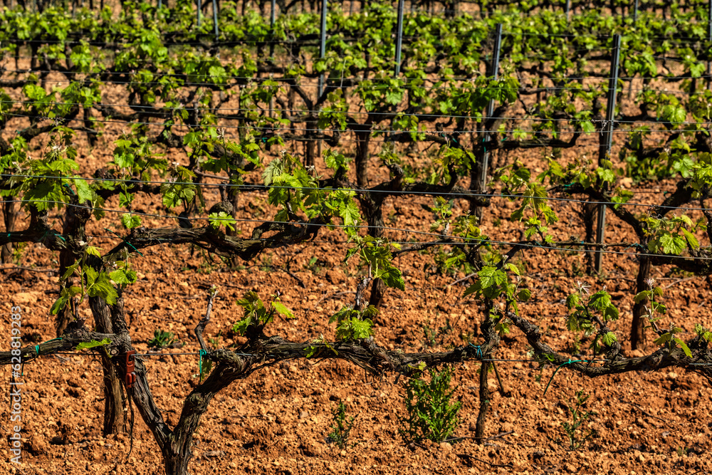 Old grape vine steam. Landscape with vineyards. Garraf, province ...