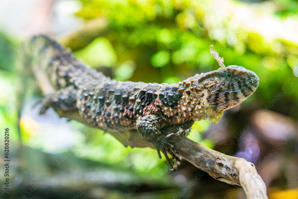The Chinese crocodile lizard (Shinisaurus crocodilurus) is a ...