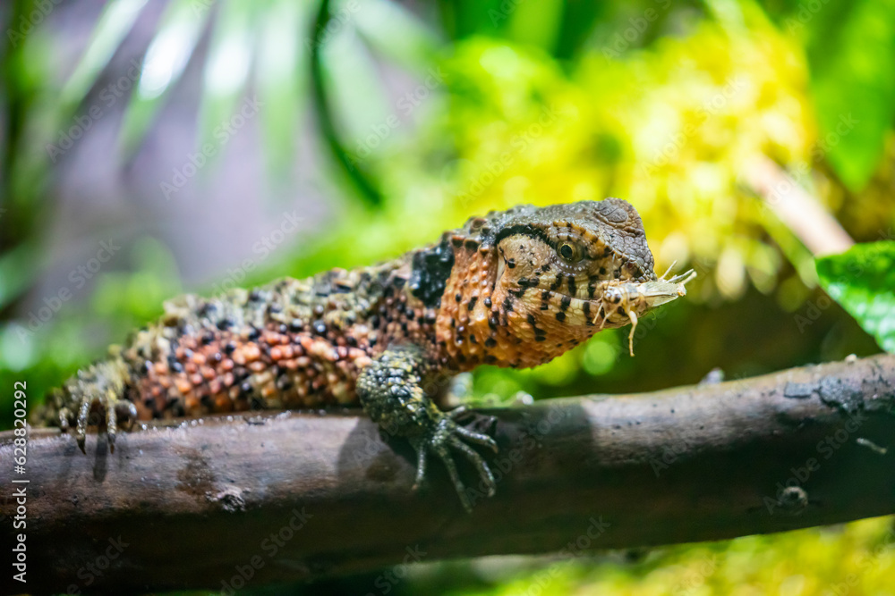 The Chinese crocodile lizard (Shinisaurus crocodilurus) is a ...