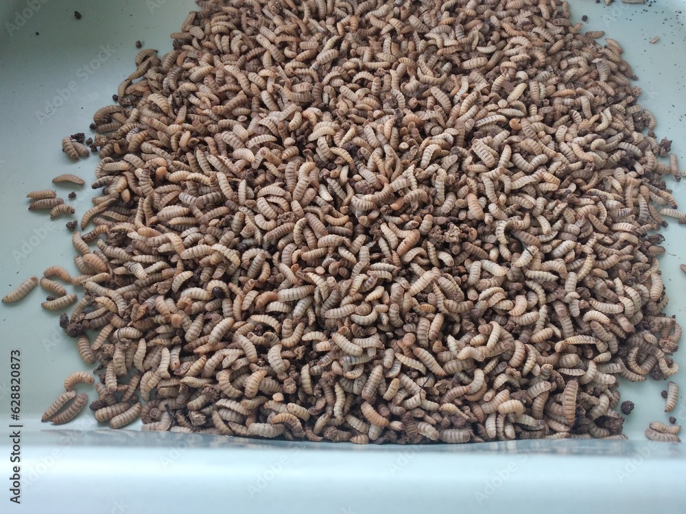 Maggot, the adult larva of Black Soldier Fly (Hermetia illucens) Stock ...