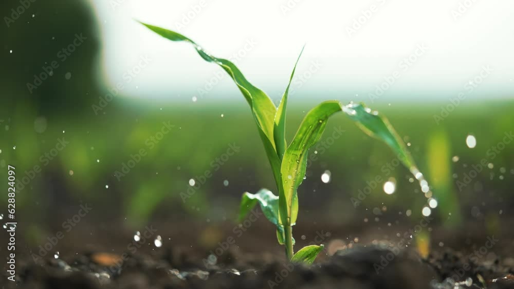 Agriculture. Green corn germ in drops of life-giving water. Farmer ...