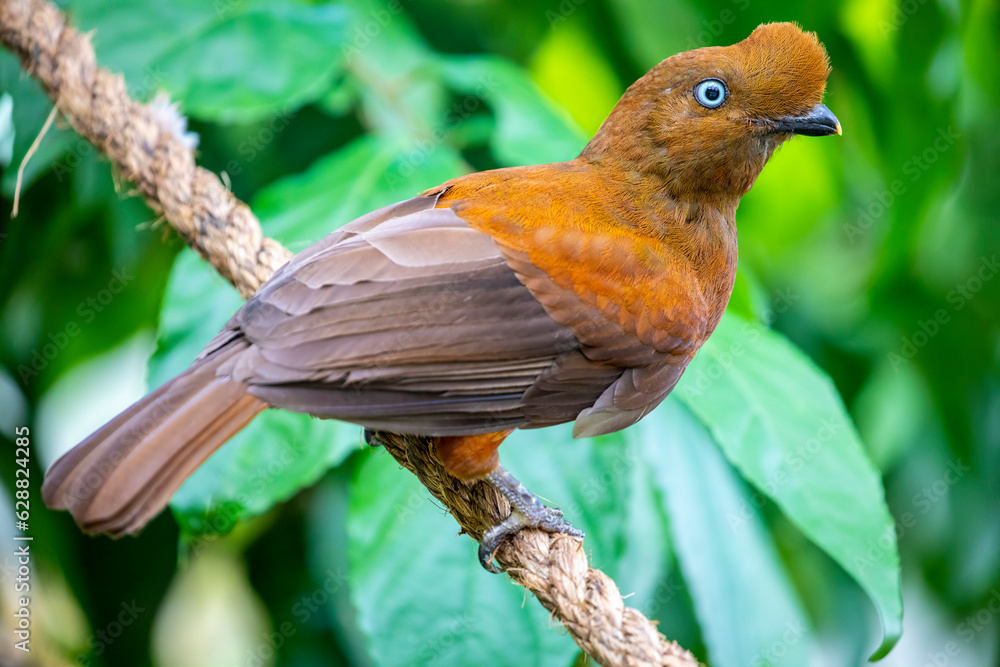 The female Andean cock-of-the-rock (Rupicola peruvianus) is a large ...