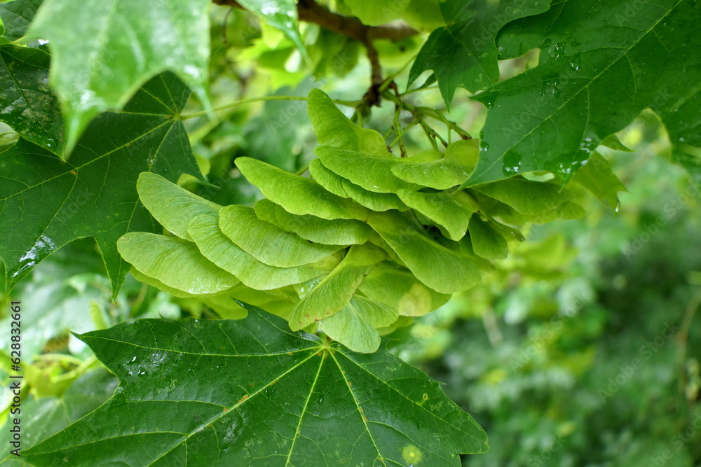 Keys of the Norway Maple Tree (Acer platanoides) covered in raindrops ...